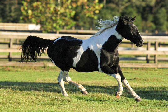 "Tennessee Walker" Imagens – Procure 1,369 fotos, vetores e vídeos ...