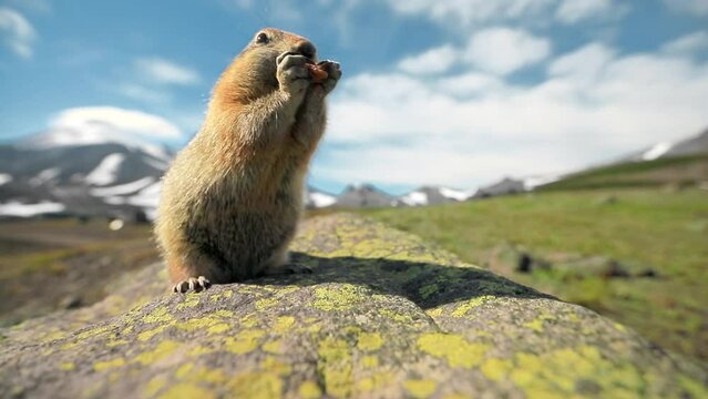 Groundhog Funny Images – Browse 10,833 Stock Photos, Vectors, and Video ...