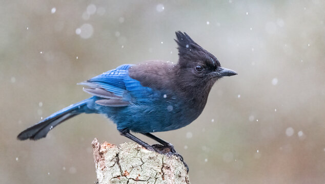 "Stellar Jay" Images – Browse 1,668 Stock Photos, Vectors, and Video | Adobe Stock