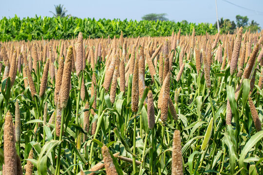 Bajra Images – Browse 2,103 Stock Photos, Vectors, and Video | Adobe Stock