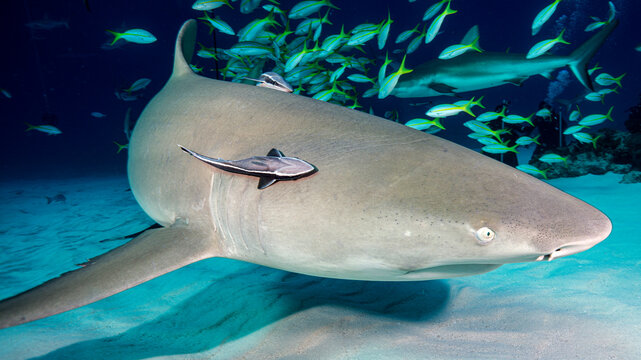 "Lemon Shark" Images – Browse 1,921 Stock Photos, Vectors, and Video ...