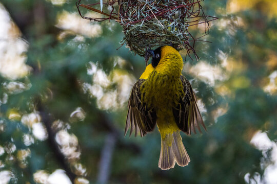 Yellow Weaver"」の写真素材 | 444件の無料イラスト画像 | Adobe Stock