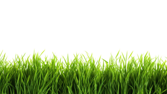 Green Grass Background Images Browse 3 259 Stock Photos Vectors