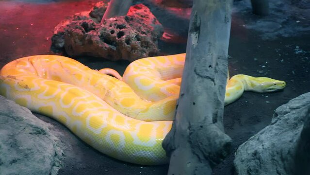 Yellow Python Images – Browse 17,287 Stock Photos, Vectors, and Video ...