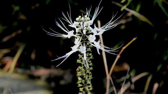"Orthosiphon Aristatus" Images – Browse 458 Stock Photos, Vectors, and ...