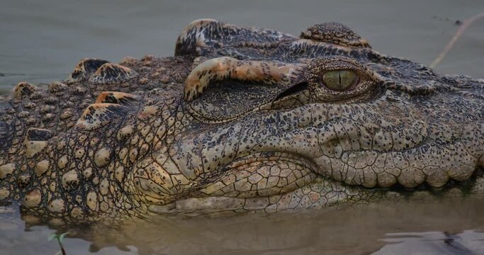 "Freshwater Crocodile" Images – Browse 972 Stock Photos, Vectors, and ...