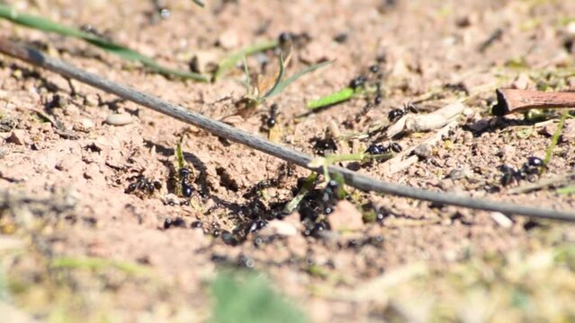 "Ant Path" Images – Browse 24 Stock Photos, Vectors, and Video | Adobe Stock