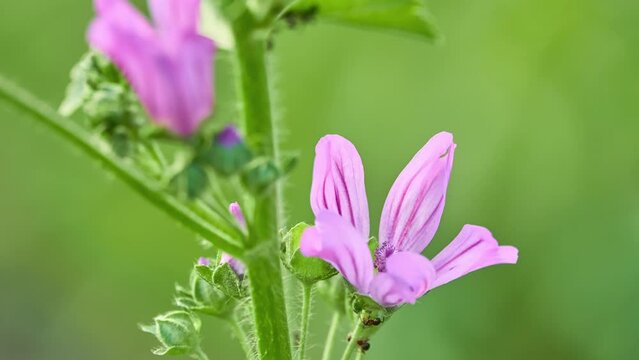 "Boi Images – Browse 16,547 Stock Photos, Vectors, and Video | Adobe Stock