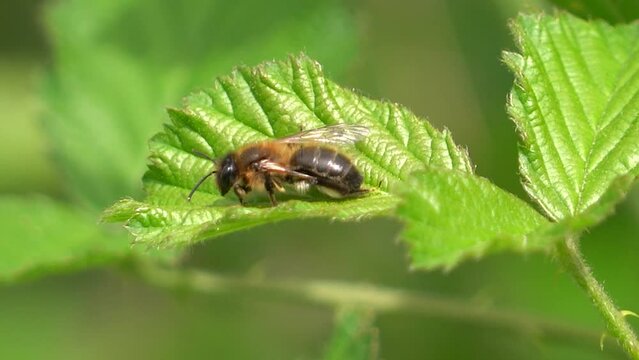 Leef Images – Browse 488 Stock Photos, Vectors, and Video | Adobe Stock