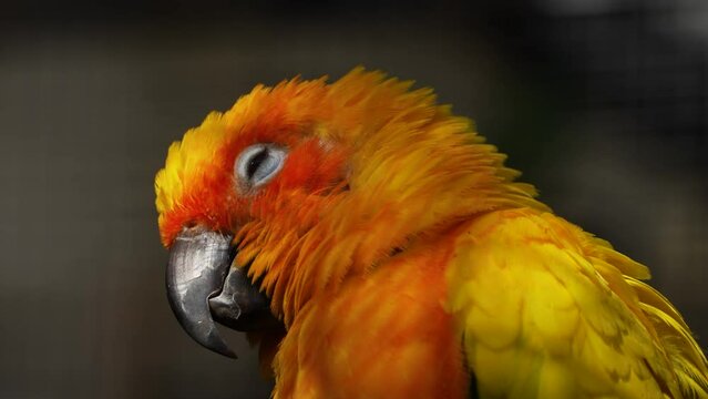 "Sun Conure"-Bilder: Stock-Fotos & -Videos. | Adobe Stock
