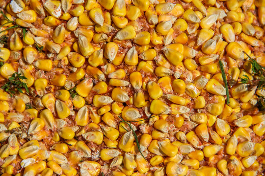 "Shelled Corn" Images – Browse 76 Stock Photos, Vectors, and Video ...