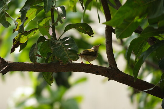 "Tailor Bird" Images – Browse 1,415 Stock Photos, Vectors, and Video ...