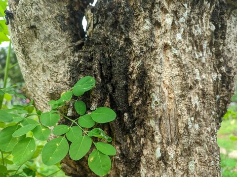 "Moringa Tree" Images – Browse 536 Stock Photos, Vectors, and Video ...