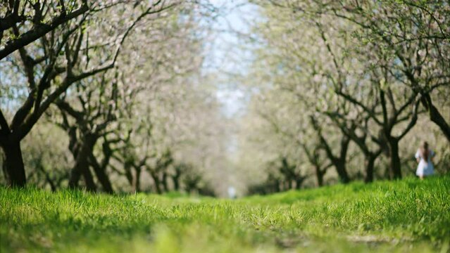 Almond Field Images – Browse 18,301 Stock Photos, Vectors, and Video ...