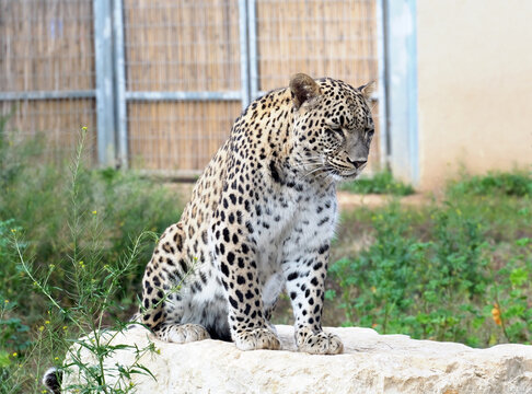 "Persian Leopard" Images – Browse 676 Stock Photos, Vectors, and Video ...
