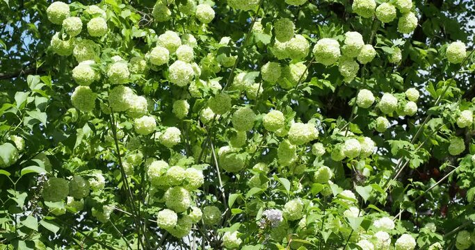 "Guelder Rose" Images – Browse 16,540 Stock Photos, Vectors, and Video ...