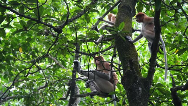 "Proboscis Monkey" Images – Browse 6,040 Stock Photos, Vectors, and ...