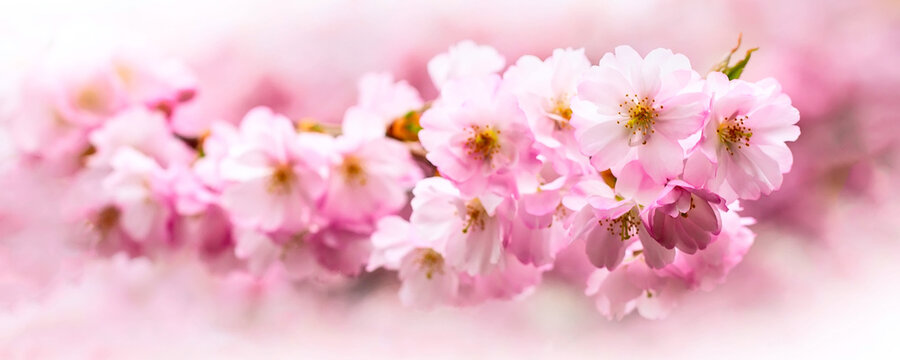 "Sakura Banner" Images – Browse 64 Stock Photos, Vectors, and Video ...