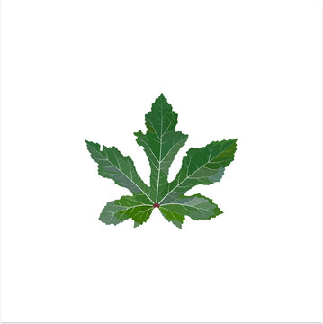 "Okra Leaf" Images – Browse 387 Stock Photos, Vectors, and Video ...