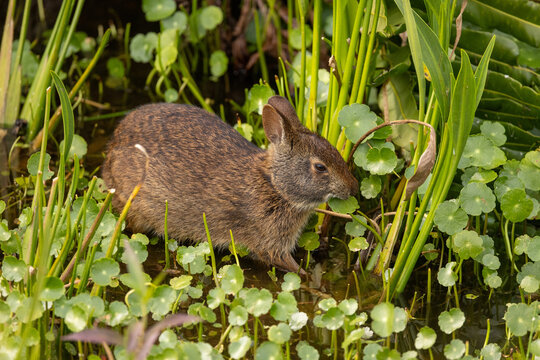 "Marsh Rabbit" Images – Browse 180 Stock Photos, Vectors, and Video ...