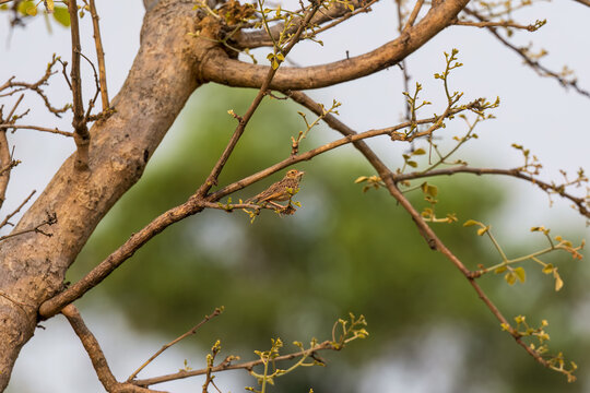 "Bush Lark"-Bilder: Stock-Fotos & -Videos. | Adobe Stock