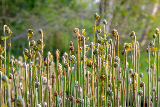 Osmundaceae Images – Browse 166 Stock Photos, Vectors, and Video ...