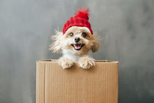 "Out Of The Box" Images – Browse 9,663 Stock Photos, Vectors, and Video ...