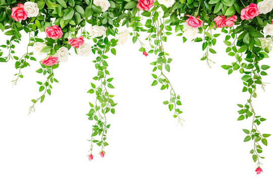"Climbing Rose" Images – Browse 6,001 Stock Photos, Vectors, and Video ...