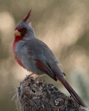 "Desert Cardinal" Images – Browse 275 Stock Photos, Vectors, and Video ...