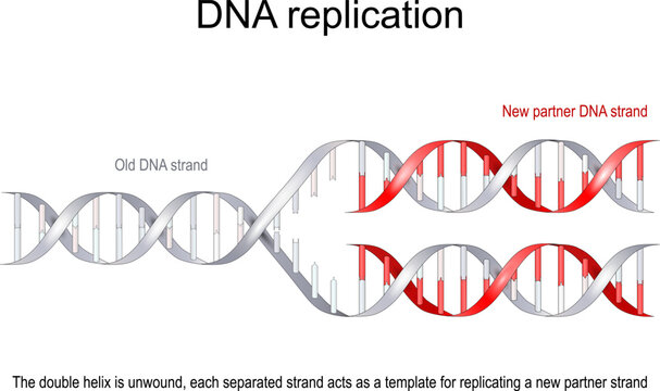 "Dna Replication" Images – Browse 24,486 Stock Photos, Vectors, and Video | Adobe Stock