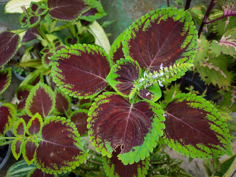 "Solenostemon Scutellarioides" Images – Browse 3,451 Stock Photos ...