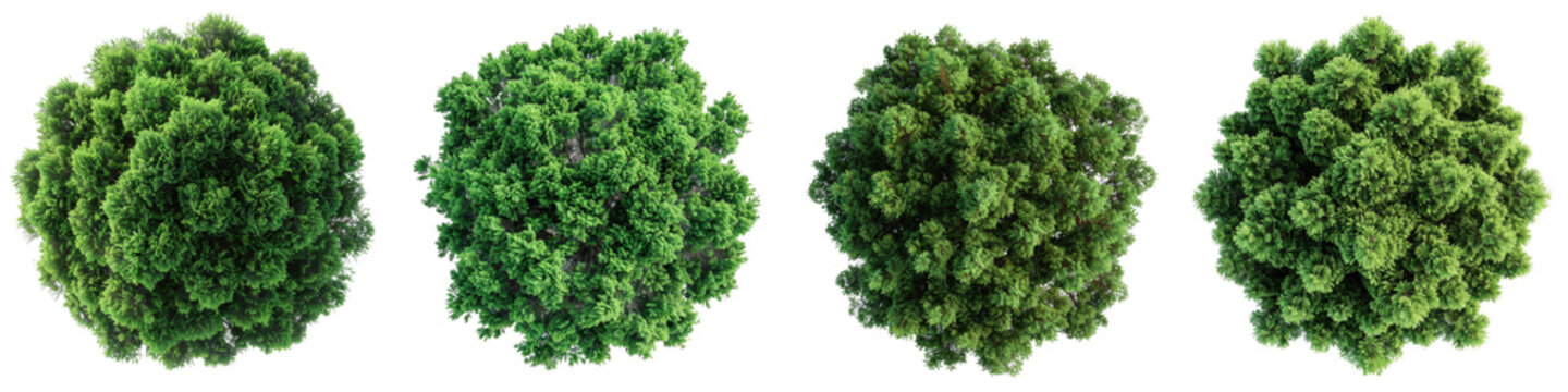 "Tree Top"-Bilder: Stock-Fotos & -Videos. | Adobe Stock