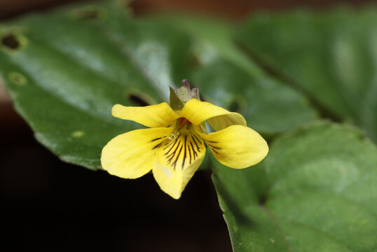 "Nectar Guide" Images – Browse 74 Stock Photos, Vectors, and Video ...