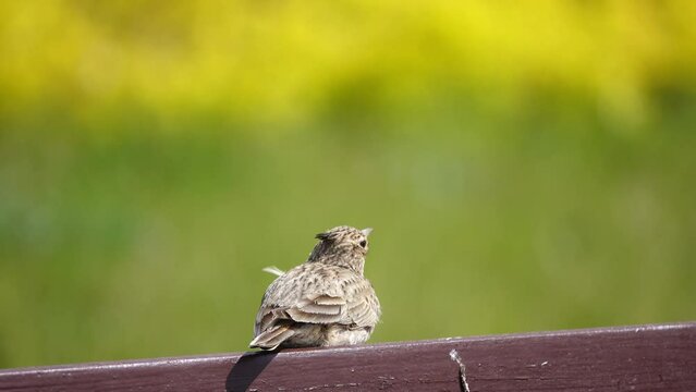 Obrázky Lark – procházejte fotografie, vektory a videa 29,620 | Adobe Stock