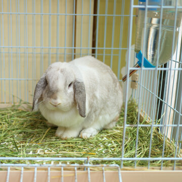 Rabit Images Browse Images – Browse 168 Stock Photos, Vectors, and ...