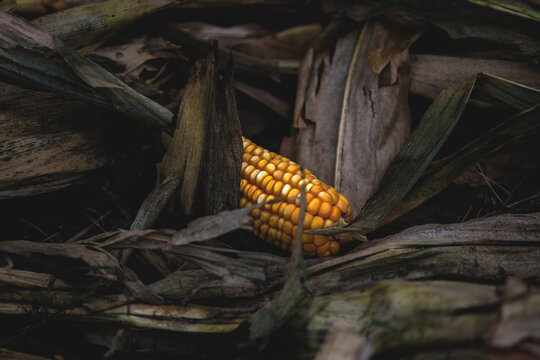 รูปภาพPannocchia – เลือกดูภาพถ่ายสต็อก เวกเตอร์ และวิดีโอ1,727 | Adobe ...