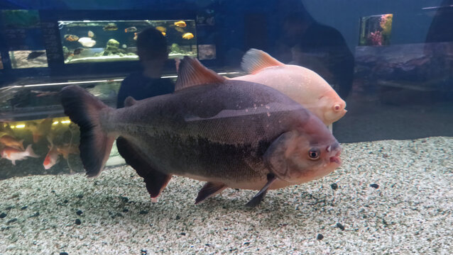 "Ray-Finned Fish"-Bilder: Stock-Fotos & -Videos. | Adobe Stock