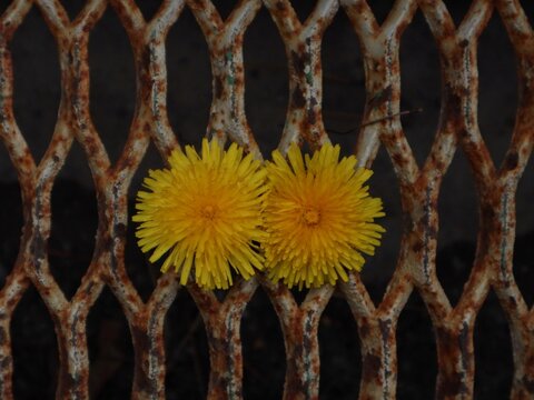 Lattice Flowers Images – Browse 46,412 Stock Photos, Vectors, and Video ...
