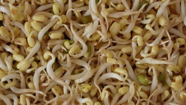 "Mung Bean Sprouts" Images – Browse 62,722 Stock Photos, Vectors, and ...