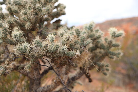 "Cholla Cactus" Images – Browse 6,246 Stock Photos, Vectors, and Video ...