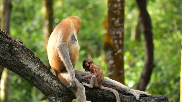 Hanging Monkey Images – Browse 16,951 Stock Photos, Vectors, and Video ...