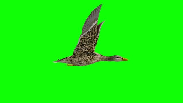 "Game Bird" Images – Browse 13,693 Stock Photos, Vectors, and Video ...
