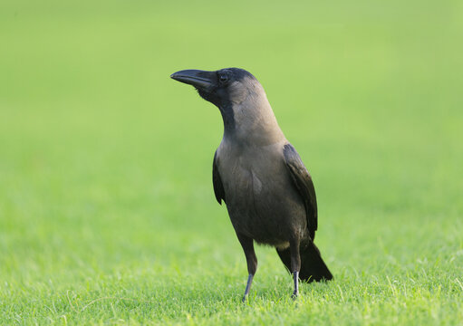 รูปภาพ"Crow – เลือกดูภาพถ่ายสต็อก เวกเตอร์ และวิดีโอ327,316 | Adobe Stock