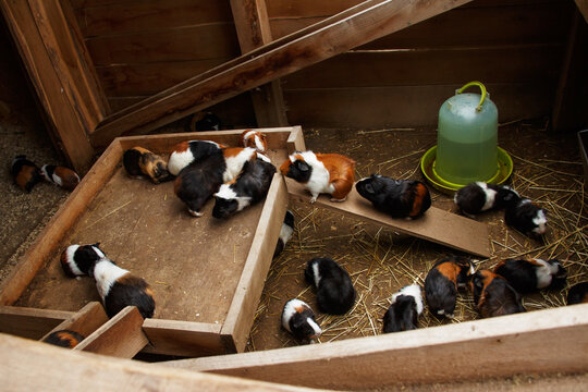 "Cavia Porcellus" Images – Browse 3,163 Stock Photos, Vectors, and ...