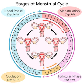 Menstrual Cycle Diagram Images Browse 4 968 Stock Photos Vectors