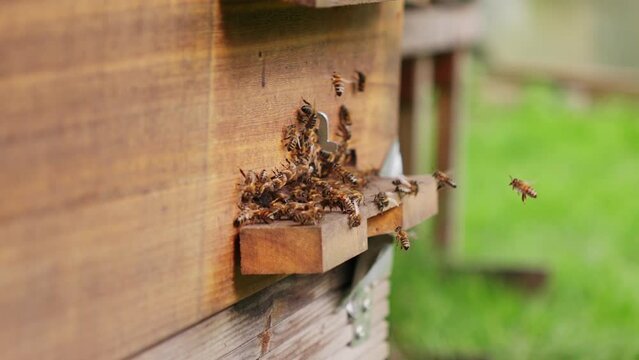 "Bee Hive" Images – Browse 344,902 Stock Photos, Vectors, and Video ...