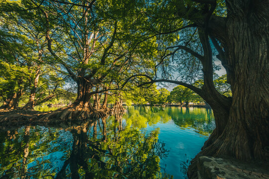 Ahuehuete Images – Browse 340 Stock Photos, Vectors, and Video | Adobe ...