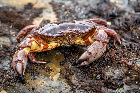 Cancer Crab"」の写真素材 | 824件の無料イラスト画像 | Adobe Stock