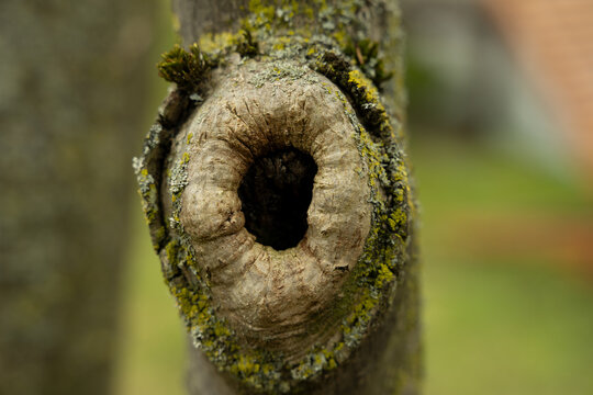 Astloch Images – Browse 3,779 Stock Photos, Vectors, and Video | Adobe ...