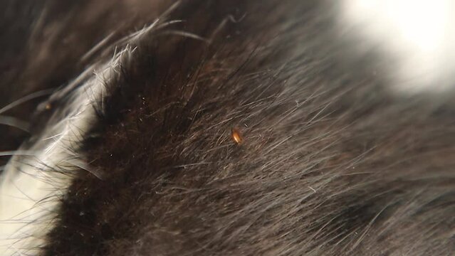 Flea Insect Images – Browse 12,576 Stock Photos, Vectors, and Video ...